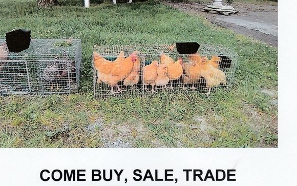 3/14 Burgess Feed and Hardware FLOCK SWAP Benton TN – Polk County ...