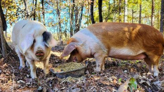 12/11-12 Regenerative Pig Raising & Pork Processing Class Old Fort, TN ...