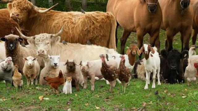 12/9 Burgess Hardware Flock Swap – Polk County Tennessee EVENTS