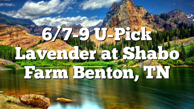 6/7-9 U-Pick Lavender at Shabo Farm Benton, TN – Polk County Tennessee ...